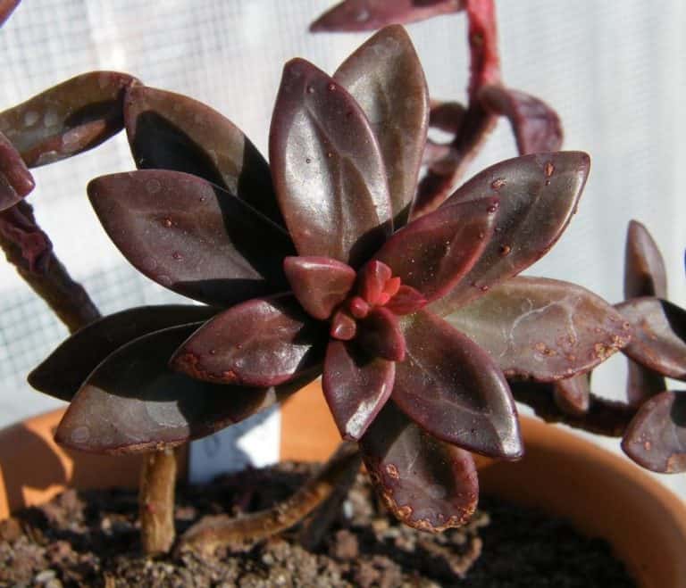 How To Propagate And Care For Echeveria harmsii (Ruby Slippers ...