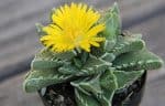 15 Amazing And Common Mimicry Plants Types: Complete Guide