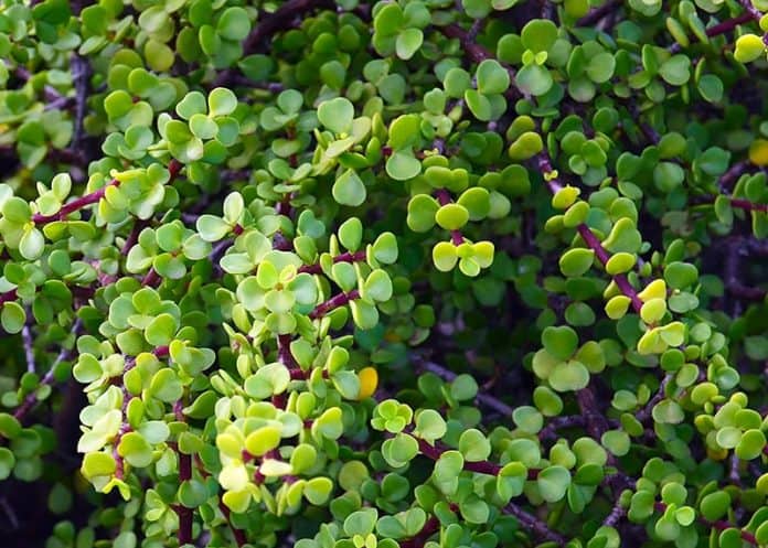 Air Fern Care Tips - Succulent Garden Tips