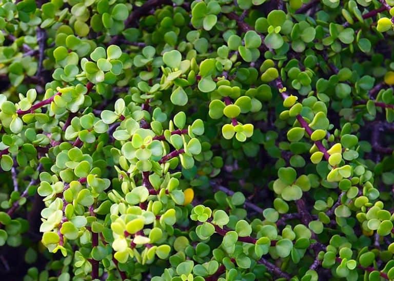 Calandrinia spectabilis (Rock Purslane Succulent)