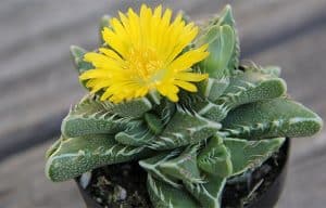 15 Amazing And Common Mimicry Plants Types: Complete Guide