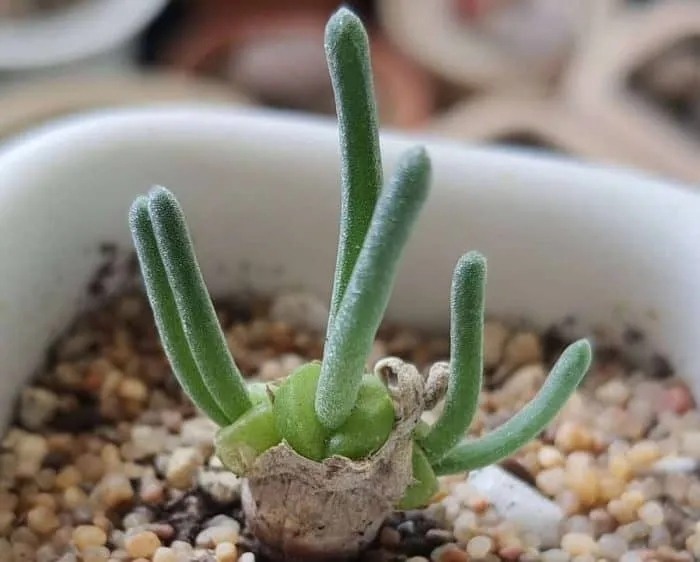 Calandrinia spectabilis (Rock Purslane Succulent)
