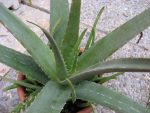 How To Propagate And Care For Aloe microstigma (Cape Speckled Aloe) Plant