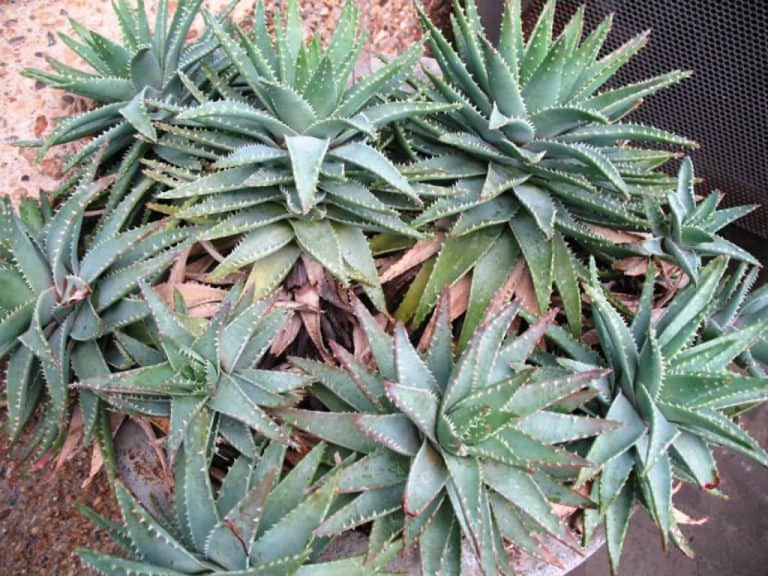 How To Propagate And Care For Aloe microstigma (Cape Speckled Aloe) Plant