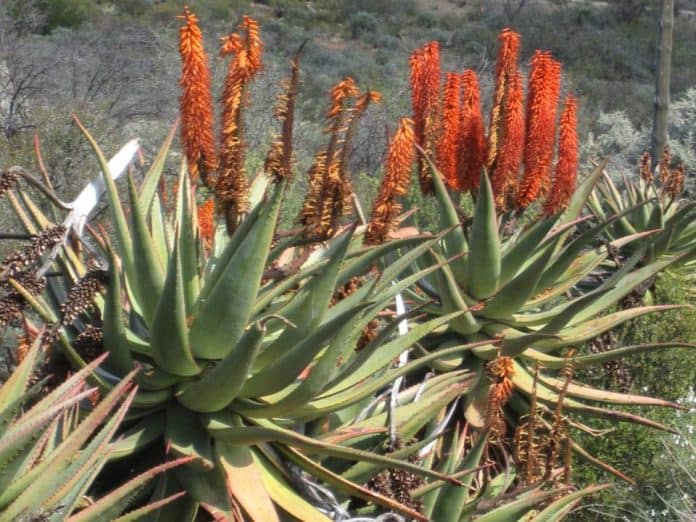 How To Care For Aloe Ferox (Cape Aloe) Plant