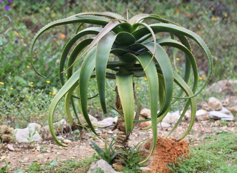 How To Propagate And Care For Aloe microstigma (Cape Speckled Aloe) Plant