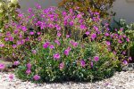 Calandrinia spectabilis (Rock Purslane Succulent)