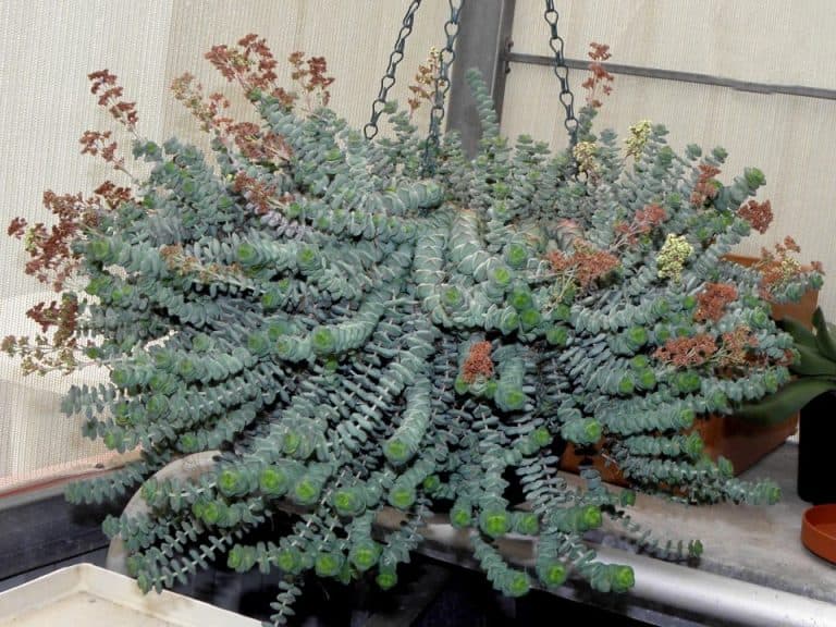 Crassula Perforata (String of Buttons Succulent)