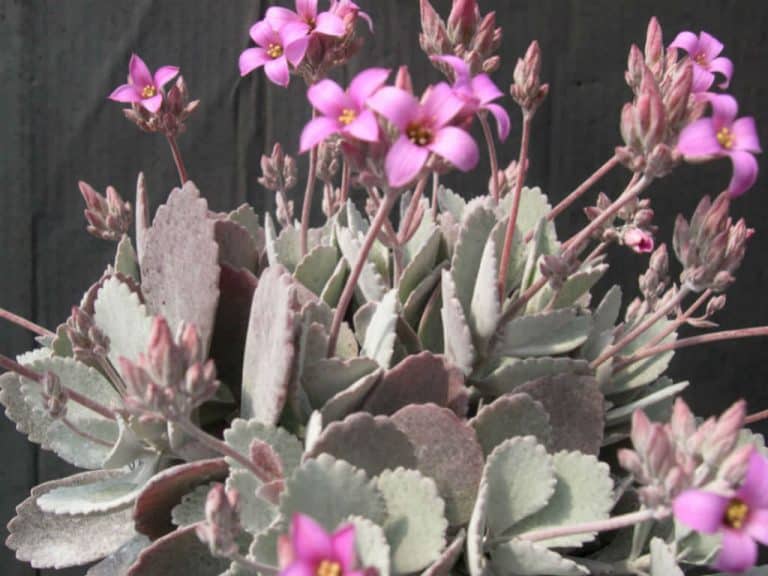 Kalanchoe Thyrsiflora Care (Flapjack Plant) - Succulent Garden Tips