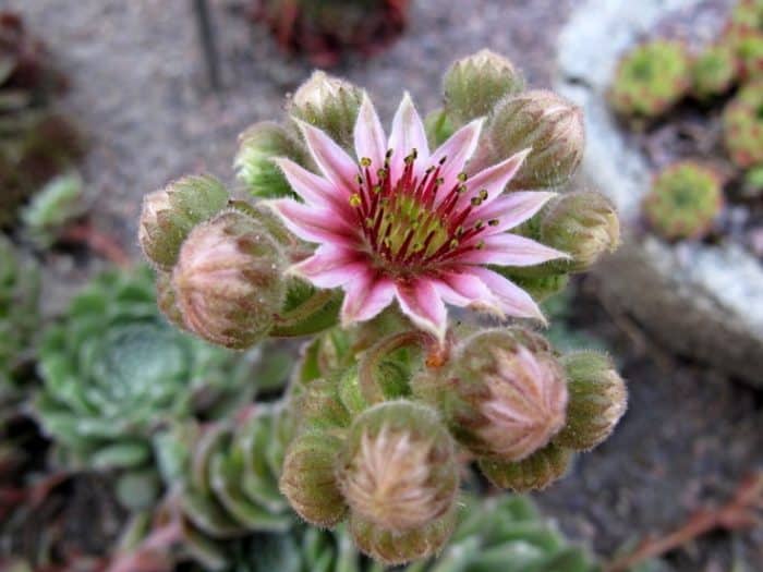 Sempervivum Raspberry Ice (Hen And Chicks)