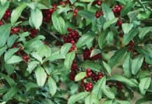 15 Amazing And Common Mimicry Plants Types: Complete Guide