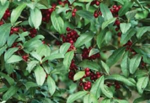 15 Amazing And Common Mimicry Plants Types: Complete Guide