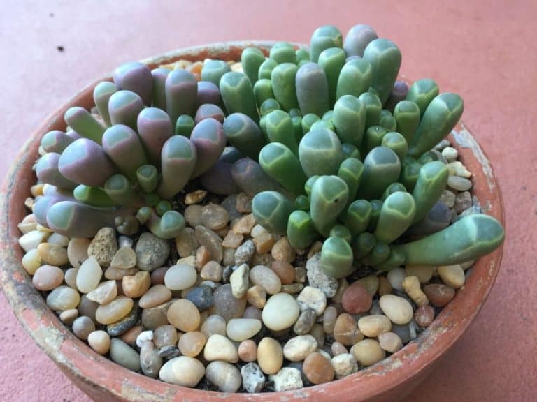15 Amazing And Common Mimicry Plants Types: Complete Guide