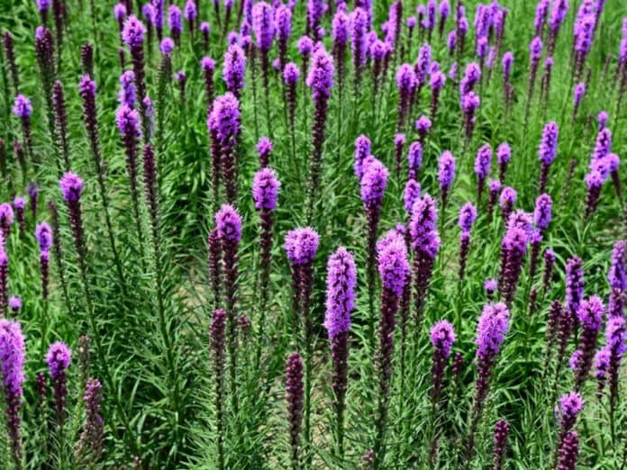 15 Amazing And Common Mimicry Plants Types: Complete Guide