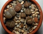 15 Amazing And Common Mimicry Plants Types: Complete Guide