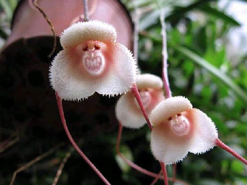 15 Amazing And Common Mimicry Plants Types: Complete Guide