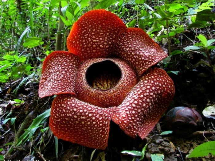 15 Amazing And Common Mimicry Plants Types: Complete Guide