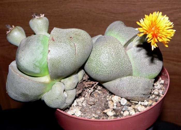 15 Amazing And Common Mimicry Plants Types: Complete Guide