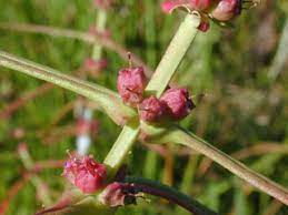 15 Amazing And Common Mimicry Plants Types: Complete Guide