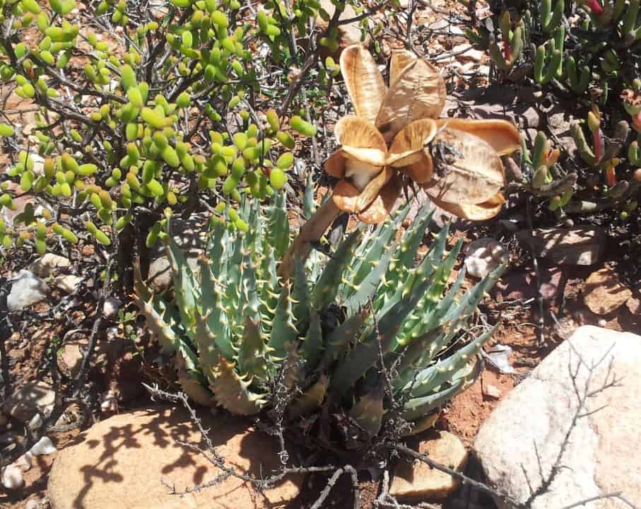 Aloe longistyla (Karoo Aloe) - Succulent Garden Tips