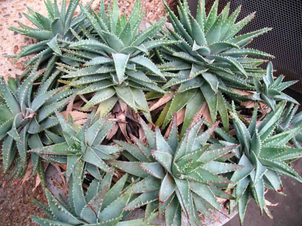Aloe brevifolia (The Short Leaved Aloe)