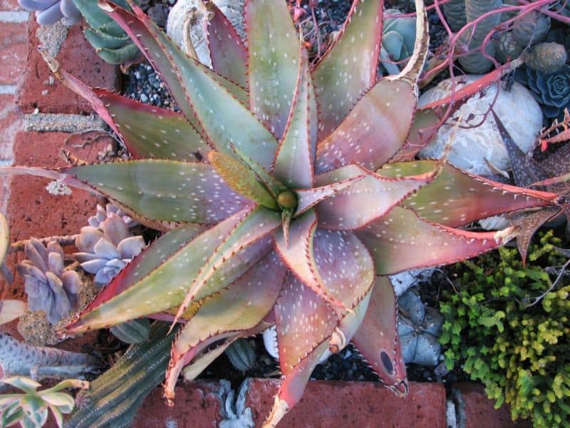 How To Propagate And Care For Aloe microstigma (Cape Speckled Aloe) Plant