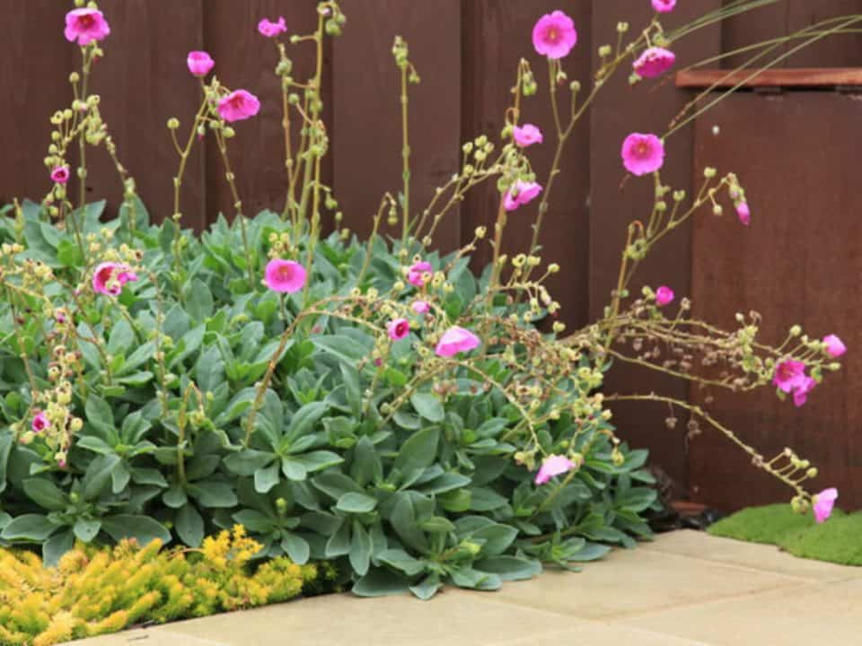 Calandrinia spectabilis (Rock Purslane Succulent)