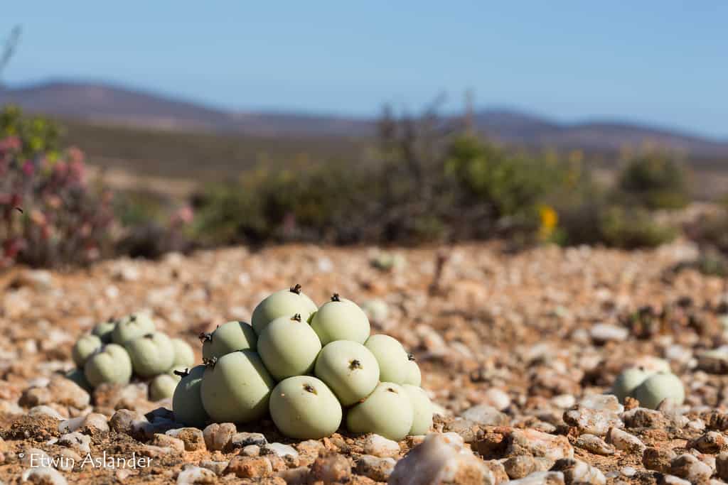Conophytum calculus (Marble Buttons Succulent)