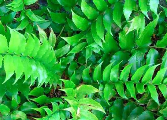 Cyrtomium falcatum (Japanese Holly Fern)