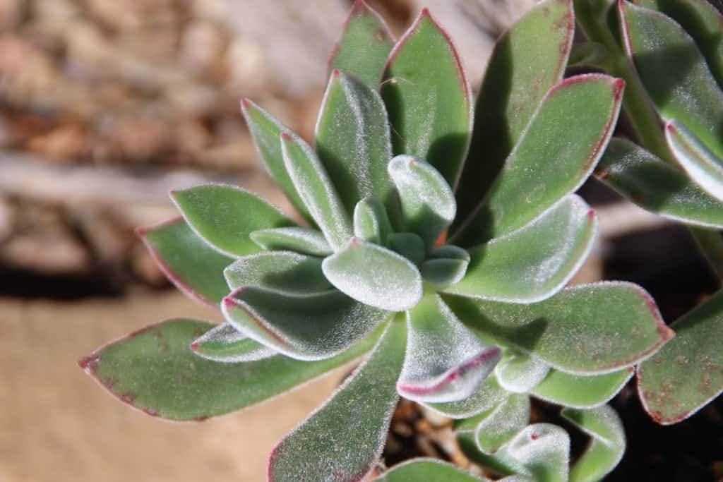 How To Propagate And Care For Echeveria harmsii (Ruby Slippers ...