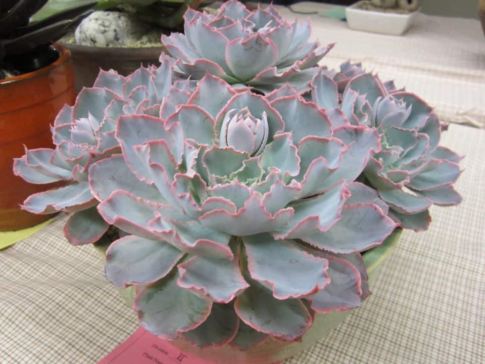 Echeveria shaviana (Mexican Hens Succulent)