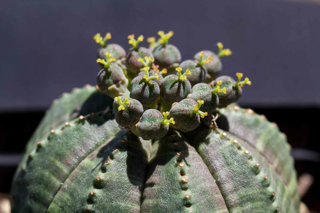 Euphorbia obesa (Baseball Plant) - Succulent Garden Tips