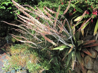 Gasteria Excelsa Care (Thicket Gasteria)