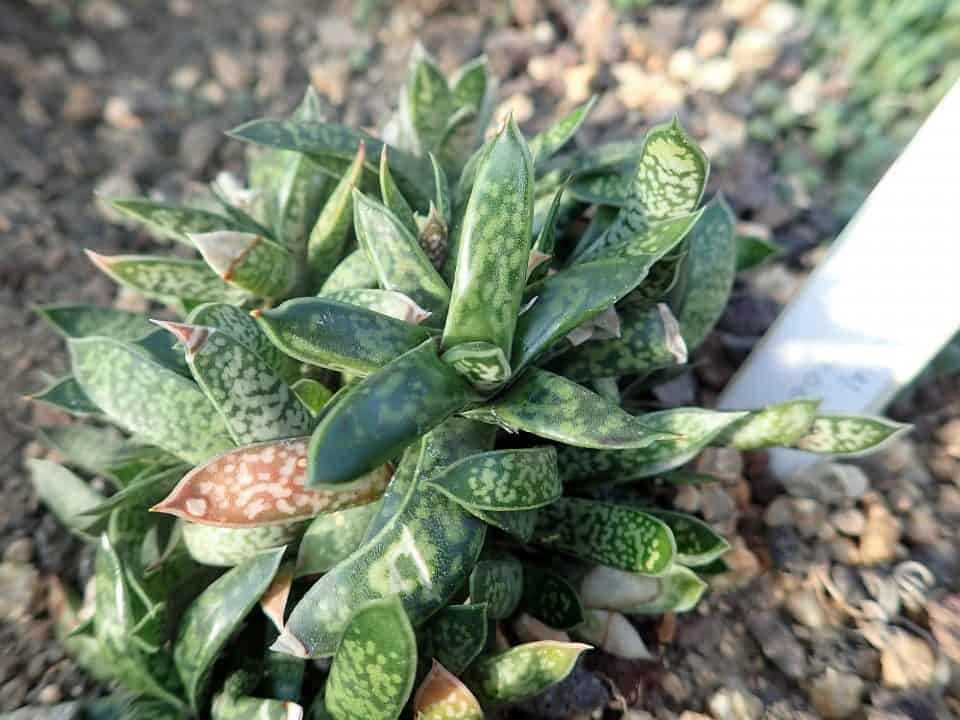 Gasteria Liliputana (Dwarf Ox Tongue Succulent)