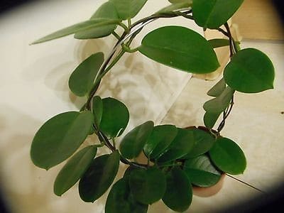 Hoya Keysii: Propagation And Care Tips