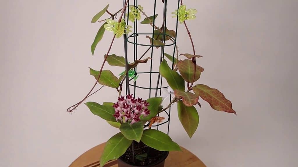 Hoya Patricia Care And Propagation Tips