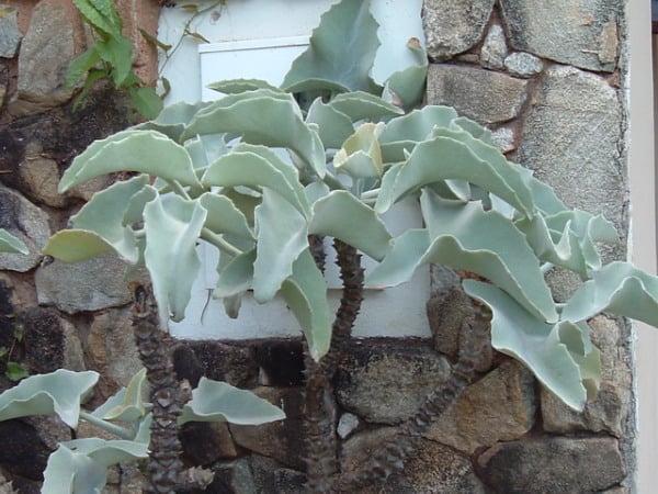 Kalanchoe beharensis (Felt Plant) - Succulent Garden Tips