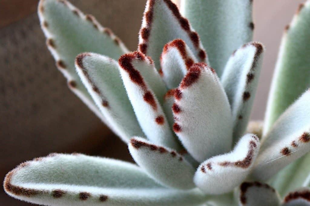 Kalanchoe tomentosa (Panda Plant Succulent)