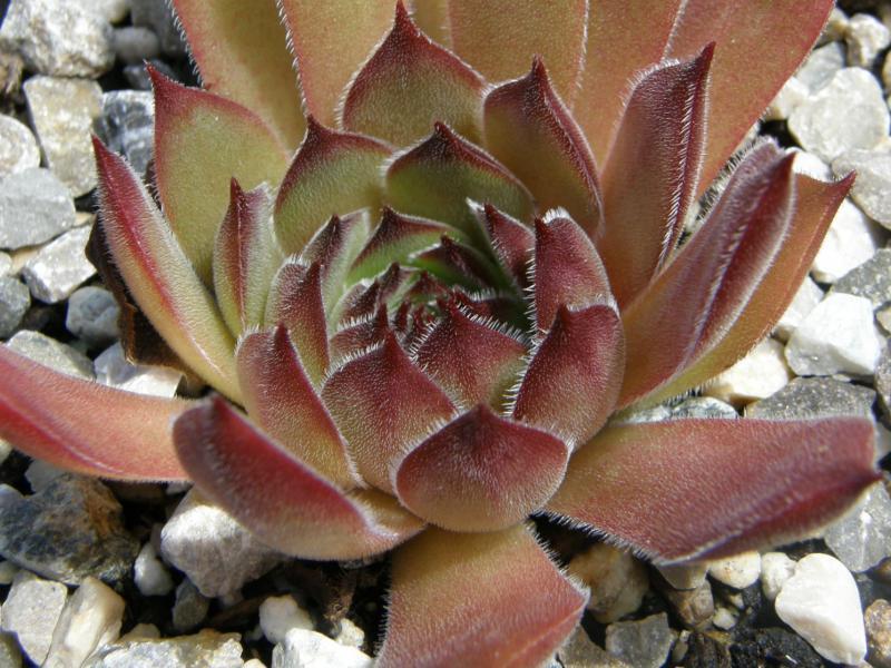 Sempervivum Brock Propagation And Care Tips - Succulent Garden Tips