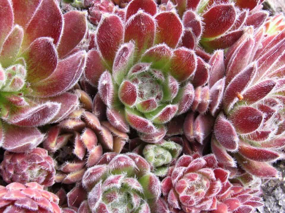 Sempervivum Raspberry Ice (Hen And Chicks)
