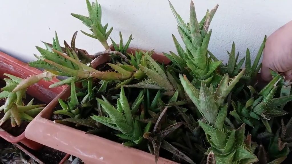 Tiger Tooth Aloe Care (Aloe juvenna) - Succulent Garden Tips